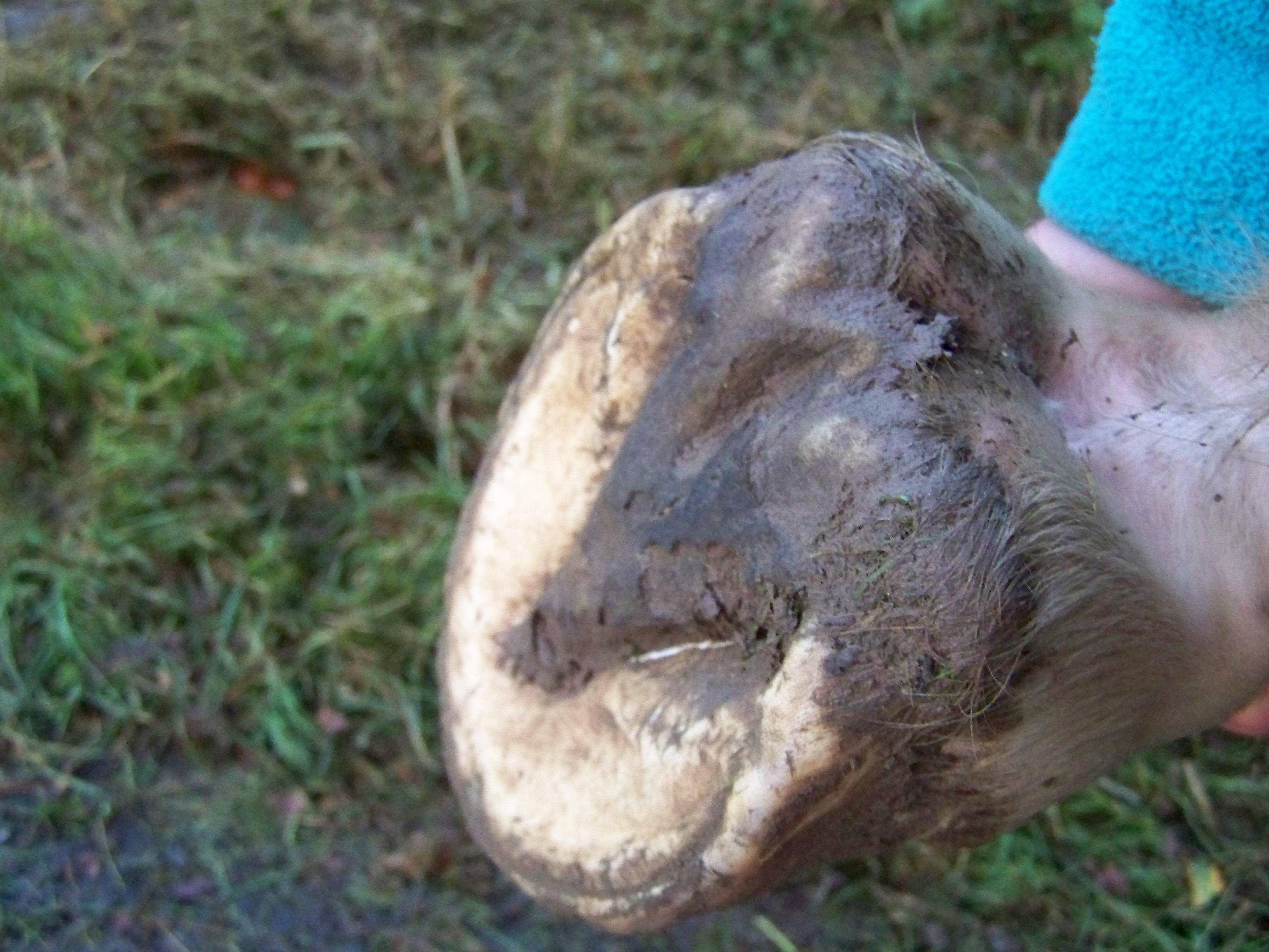 Les différents types de parage/ ferrure