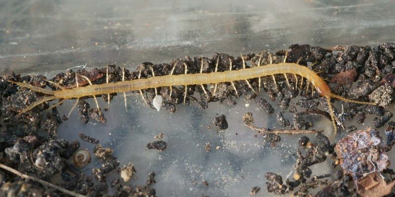 [Cryptops anomalans] chilopode clair de mon jardin . - Le Monde des ...