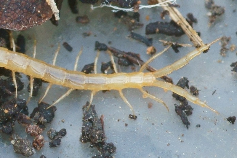 [Cryptops anomalans] chilopode clair de mon jardin . - Le Monde des ...