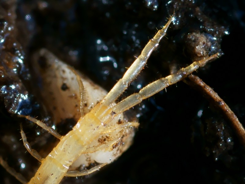 [Cryptops anomalans] chilopode clair de mon jardin . - Le Monde des ...