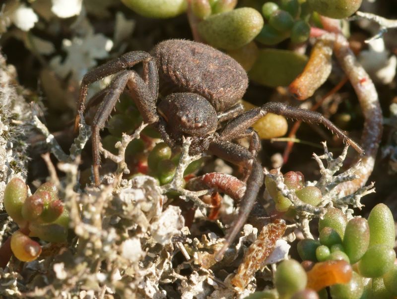 [Xysticus robustus] araignée garrigue V-L.2 . - Le Monde des insectes