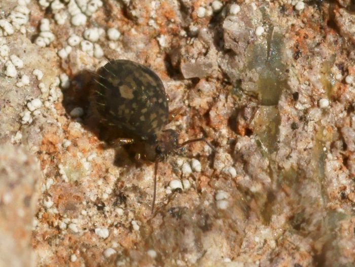 Photo DSC07068R1-b070r48.3 - .. .. [.. - Collemboles - Entognatha ...