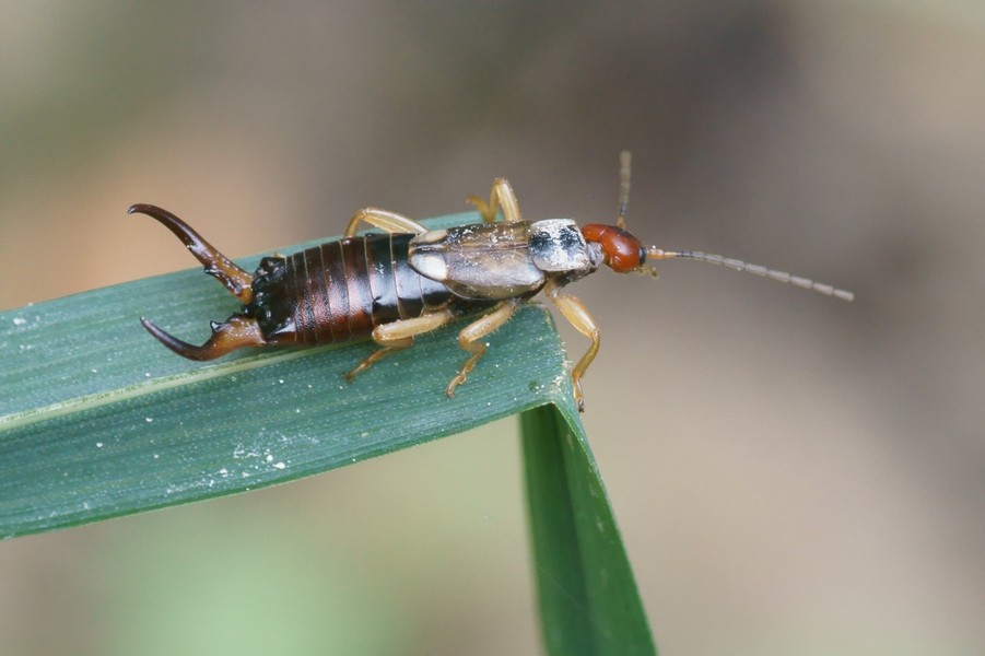 [Forficula auricularia] perce-oreille en bord du Loup - Le Monde des ...