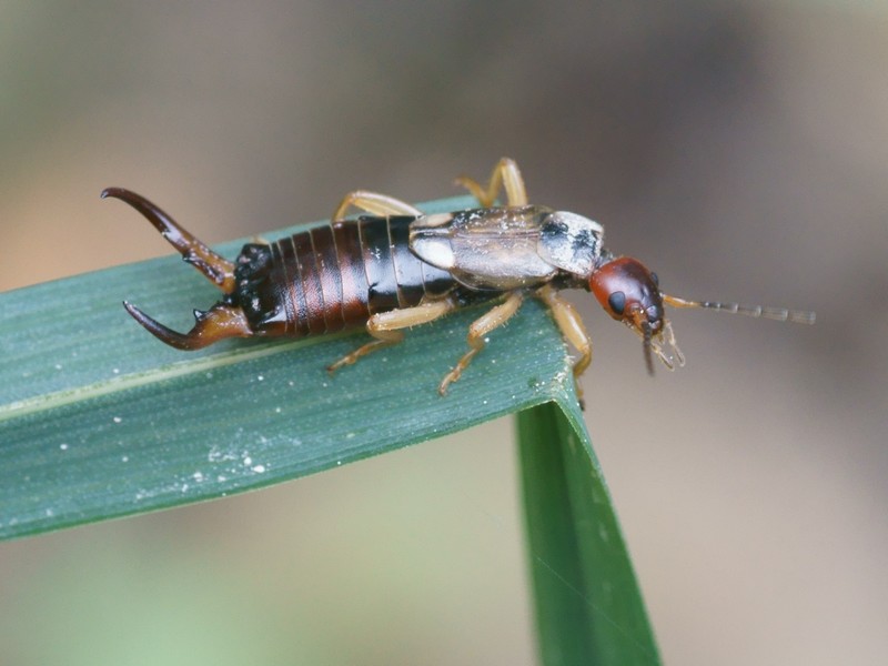 [Forficula auricularia] perce-oreille en bord du Loup - Le Monde des ...