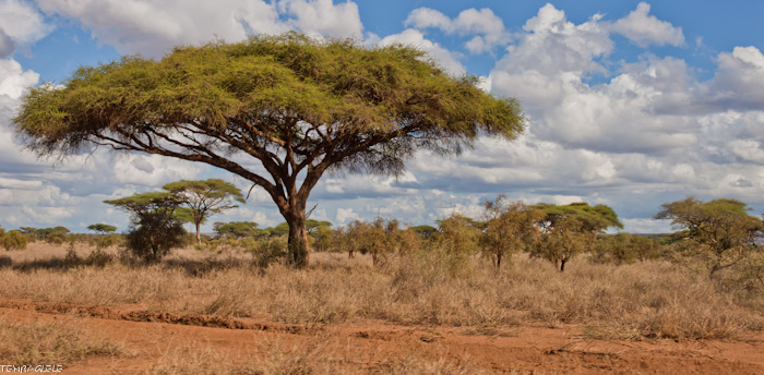 Quelques arbres du Kenya - Paysage - Forum photo Pose partage